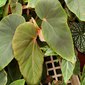 Begonias for Sale | Buy Live Exotic Begonia Plants Online | Steve's ...