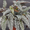 Begonia 'Guy Savard' | Steve's Leaves Begonia Exotic Plants