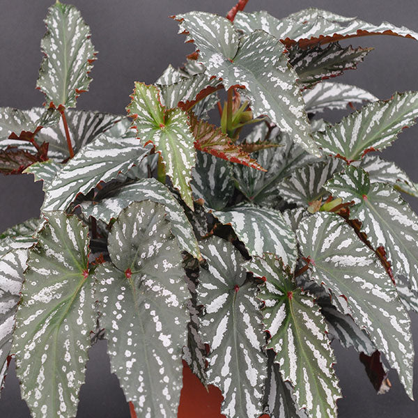 Begonia 'Guy Savard' | Steve's Leaves Begonia Exotic Plants