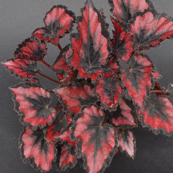 Begonia Harmony's Red Robin | Red Robin Begonia Plant | Steve's Leaves