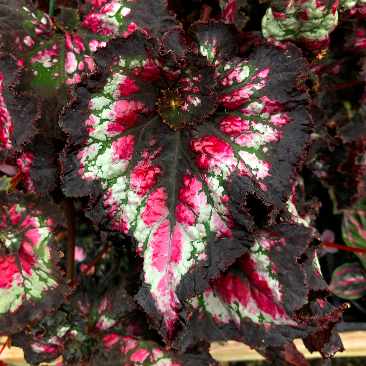Begonia 'Harmony's Dance of Dragons' | Steve's Leaves Begonias