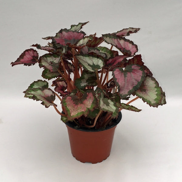 Begonia Harmony's Red Robin | Red Robin Begonia Plant | Steve's Leaves