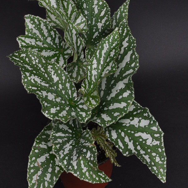 Begonia 'Ice Capades' | Steve's Leaves Begonia Exotic Plants