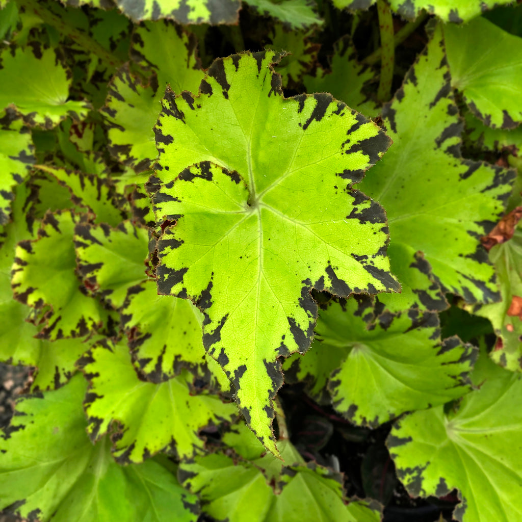 Begonia 'Jive' | Steve's Leaves Begonia Exotic Plants
