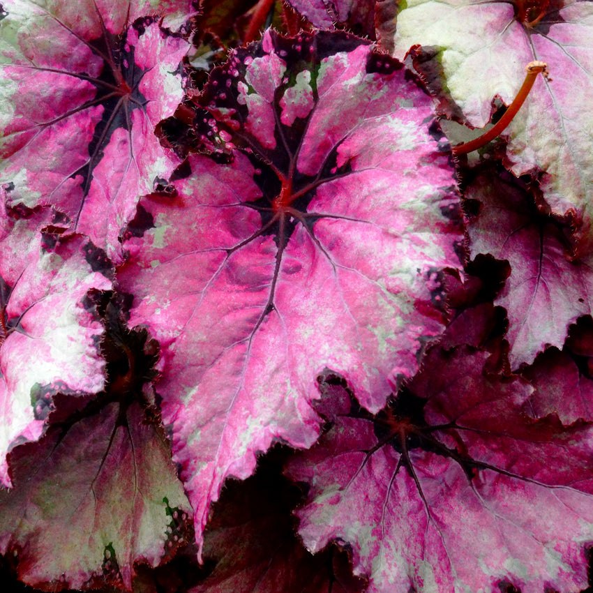 Begonia 'Lalomie' – Steve's Leaves