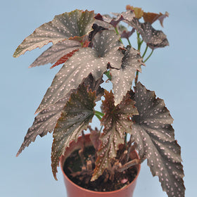 Begonia Miss Mummey | Cane-Like Hybrid Plant | Steve's Leaves