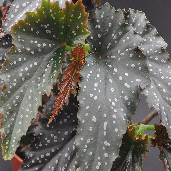 Begonia Miss Mummey | Easy-to-Grow Begonia | Steve's Leaves
