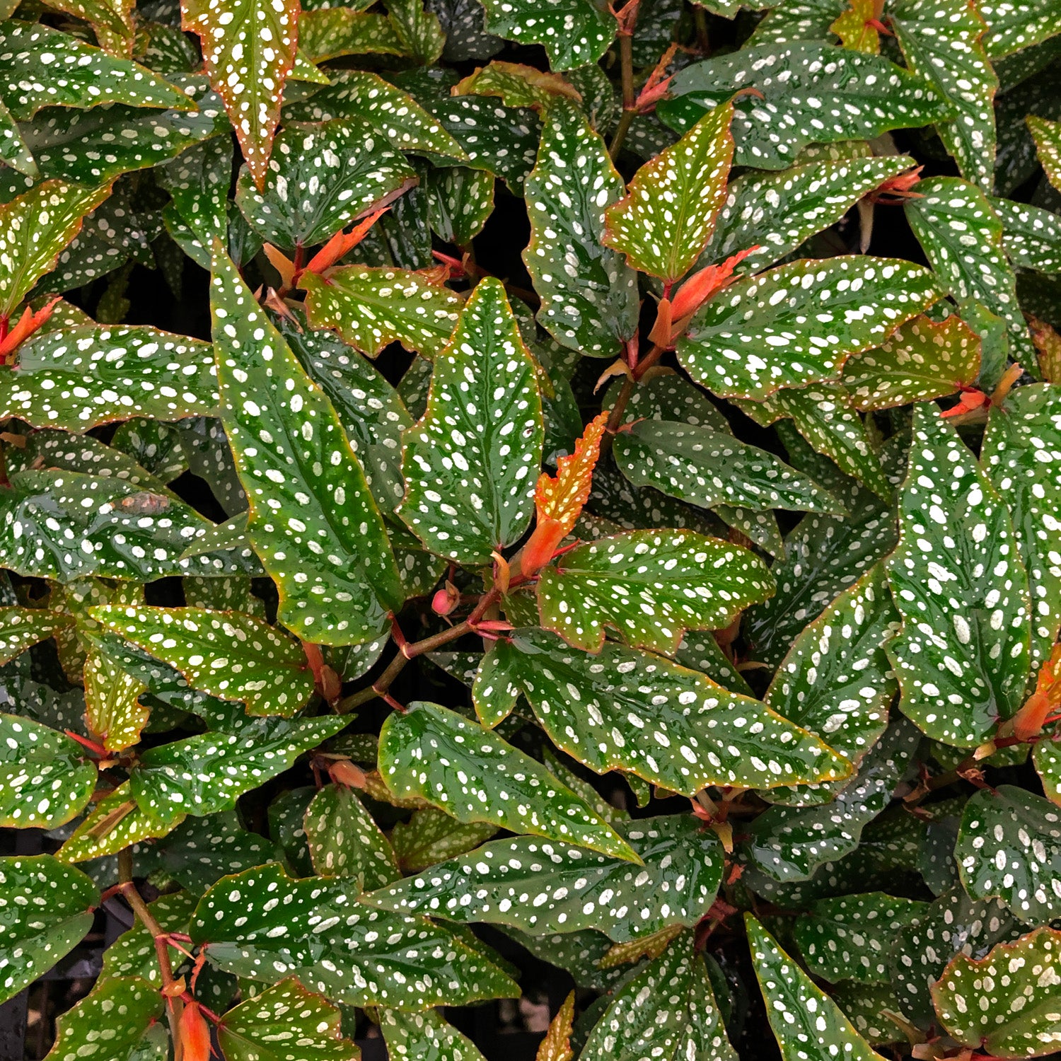 Begonia ‘Medora’ | Trout Leaf Begonia with Spots | Steve's Leaves