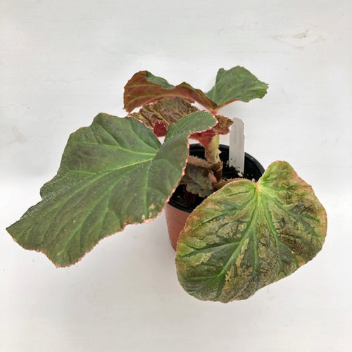 Begonia 'Midnight Sun' – Steve's Leaves