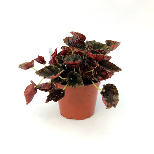 Begonia 'Mini Melbourne' – Steve's Leaves