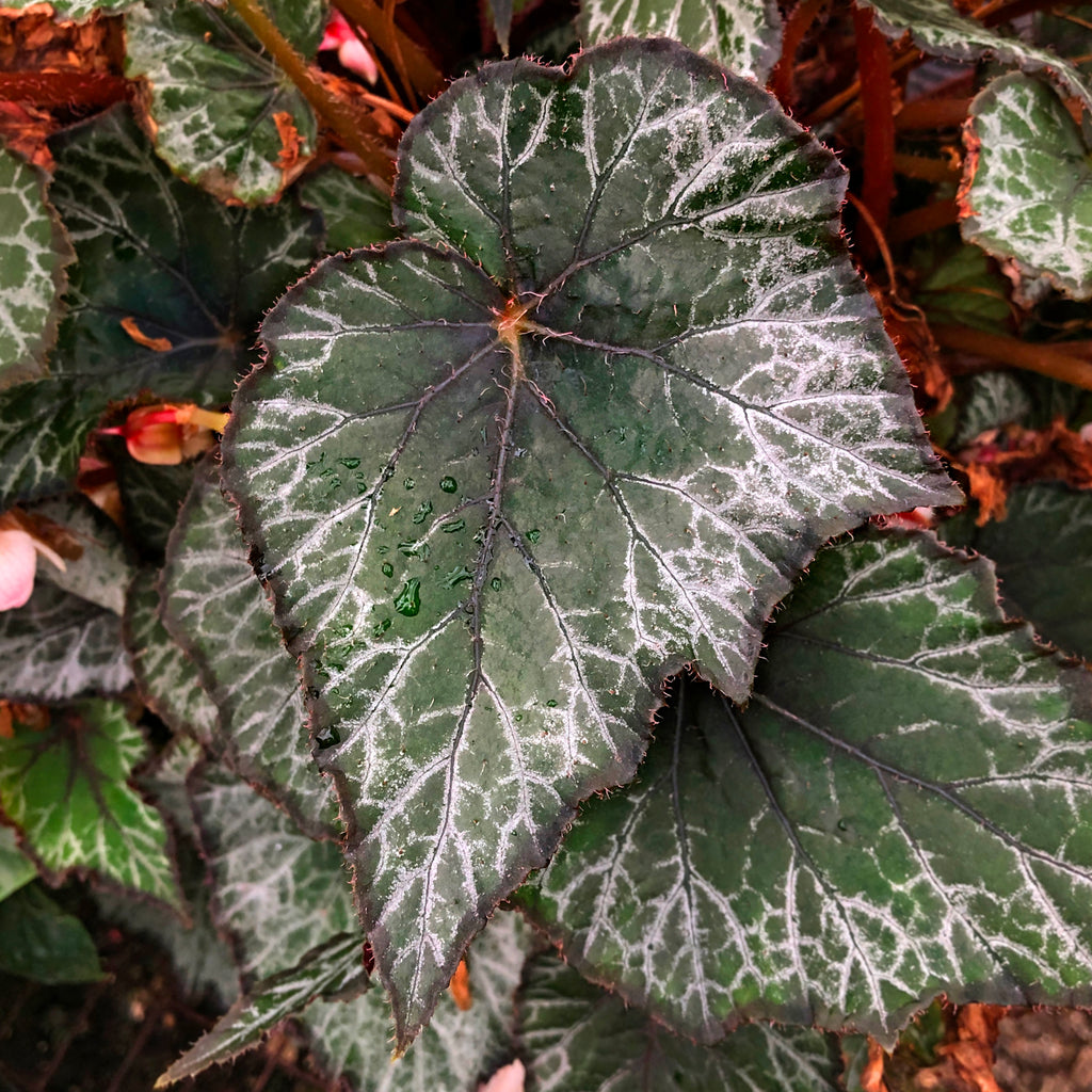 Begonia 'Miss Louisiana' – Steve's Leaves
