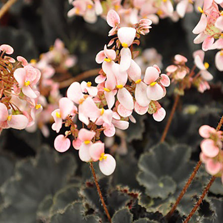 Euphorbia ritchiei – Steve's Leaves