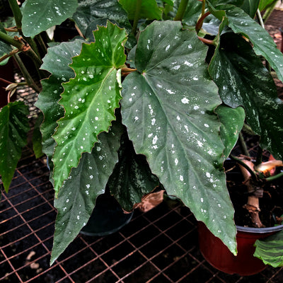 Begonias for Sale | Buy Live Exotic Begonia Plants Online | Steve's ...