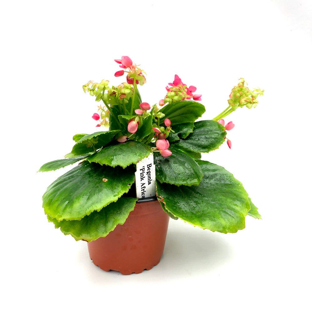 Begonia 'Pink African Violet' – Steve's Leaves