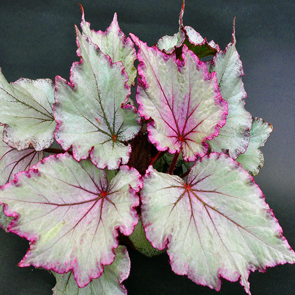 Begonia 'Pink Diamond' | Steve's Leaves Begonia Exotic Plants