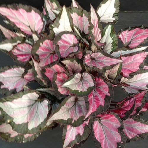 Begonia 'Reggae' – Steve's Leaves