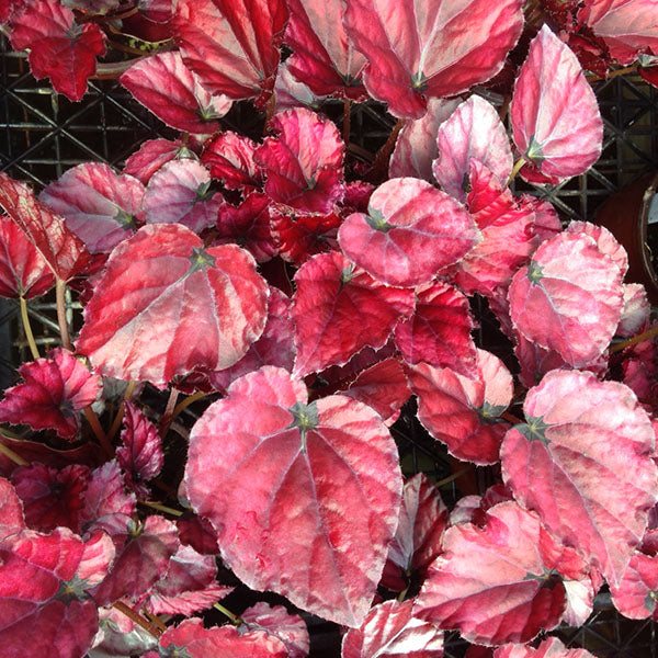 Begonia 'Red Bull' – Steve's Leaves