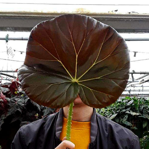 Begonia 'Red Fred' – Steve's Leaves