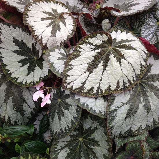 Begonia 'Silver Skies' | Elegant Silver-Leaved Plant | Steve's Leaves