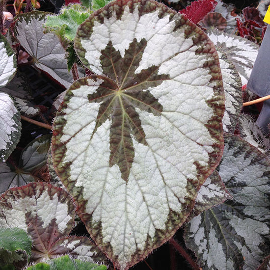 Begonia 'Silver Skies' | Elegant Silver-Leaved Plant | Steve's Leaves