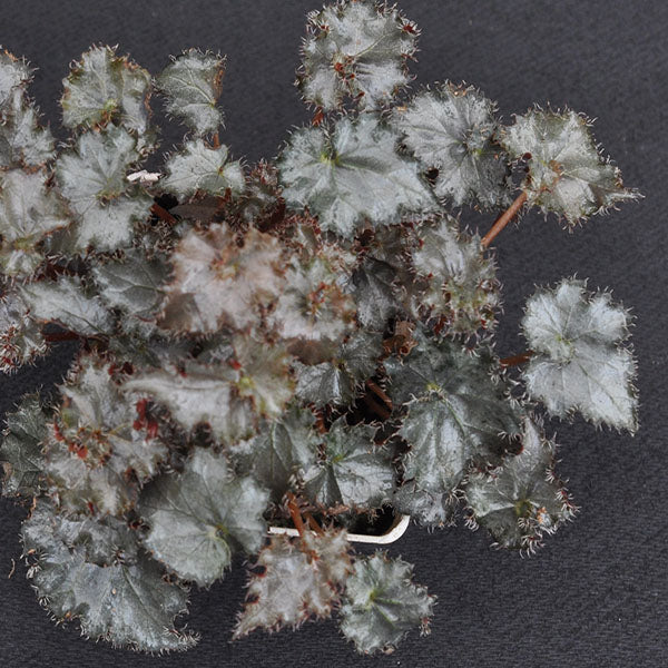 Begonias for Sale | Buy Live Exotic Begonia Plants Online | Steve's ...