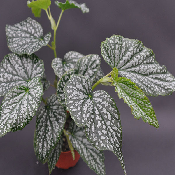 Begonia 'Snowfall' – Steve's Leaves