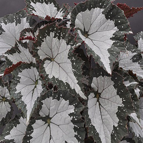 Begonia Starry Nights | Rare Hybrid Begonia | Steve's Leaves