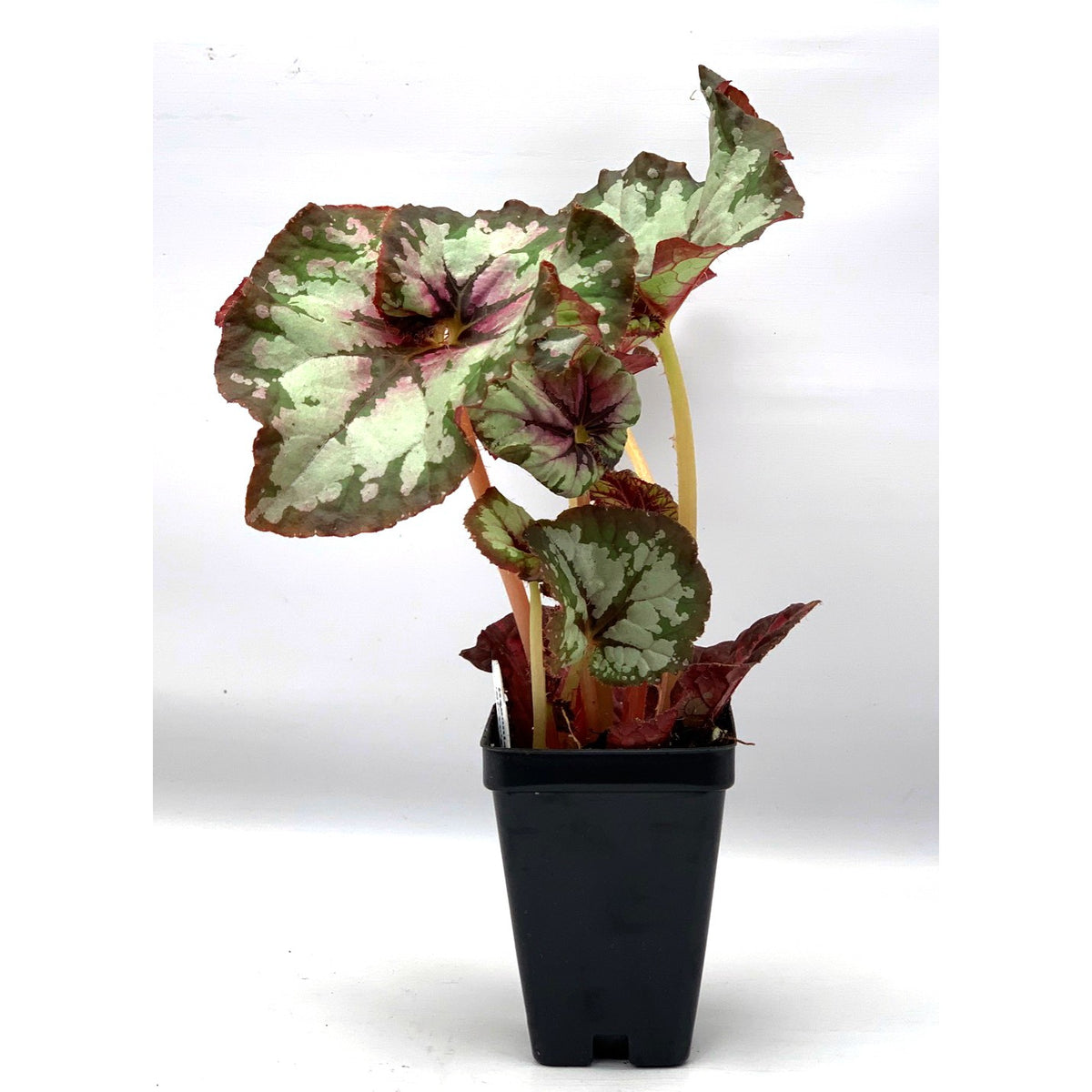 Begonia 'Steve's Leaves Mirto'