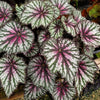 Begonia 'Steve's Leaves Starburst'