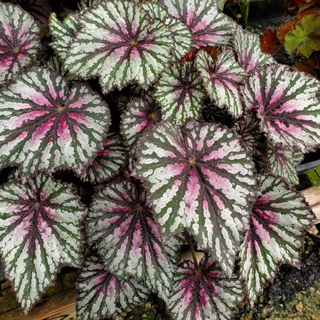 Begonia 'Steve's Leaves Starburst'
