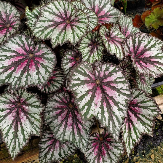 Begonia 'Steve's Leaves Starburst'