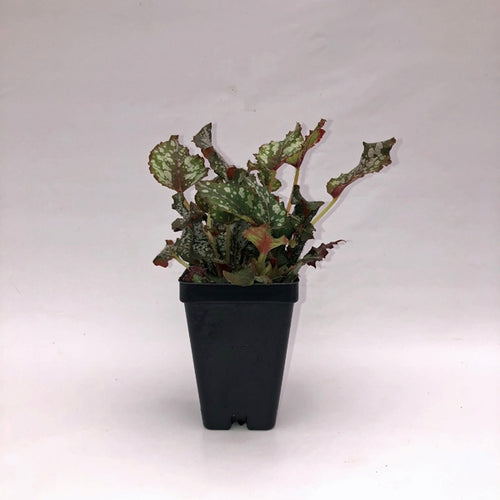 Begonia 'Steve's Leaves Starburst'