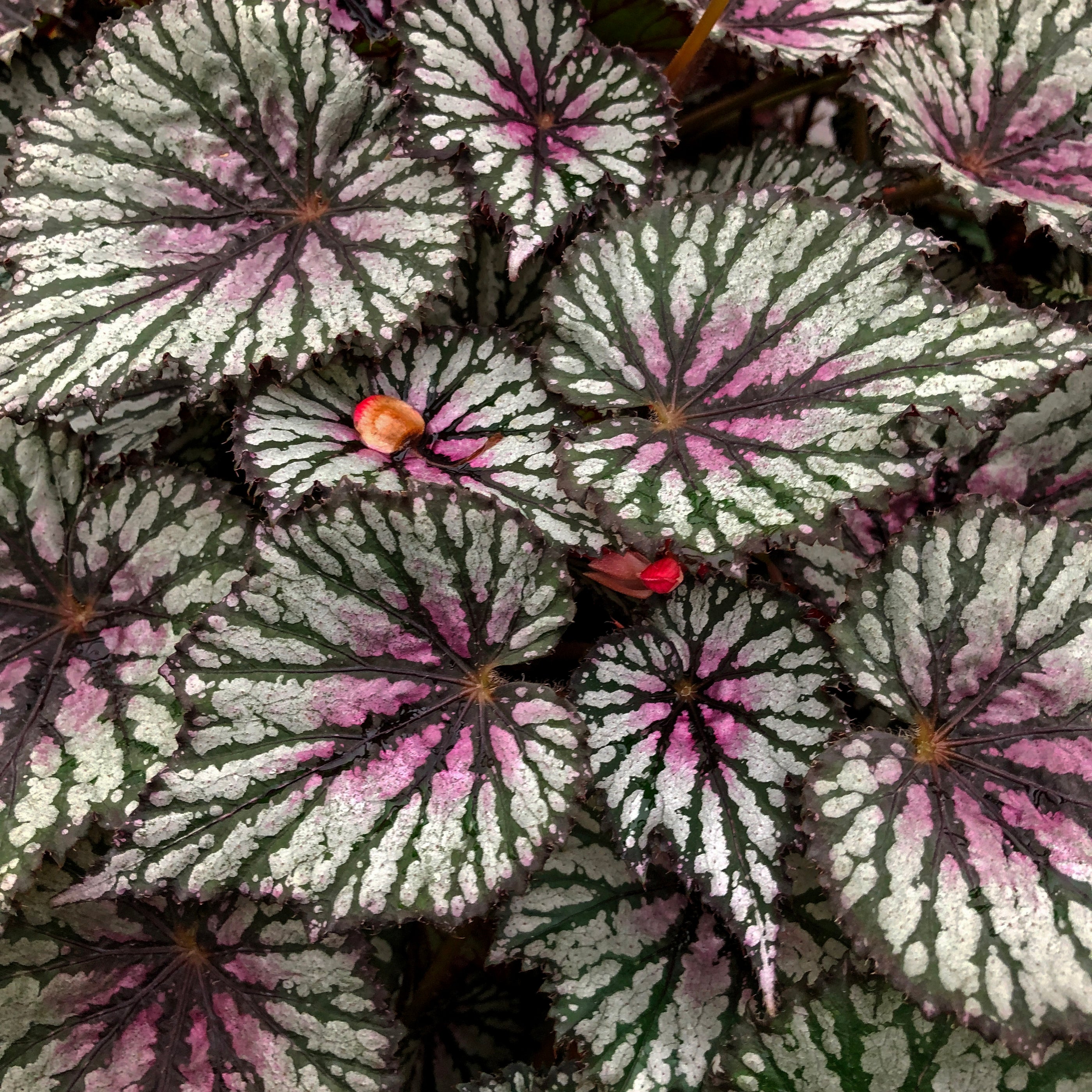 Begonia 'Steve's Leaves Starburst'