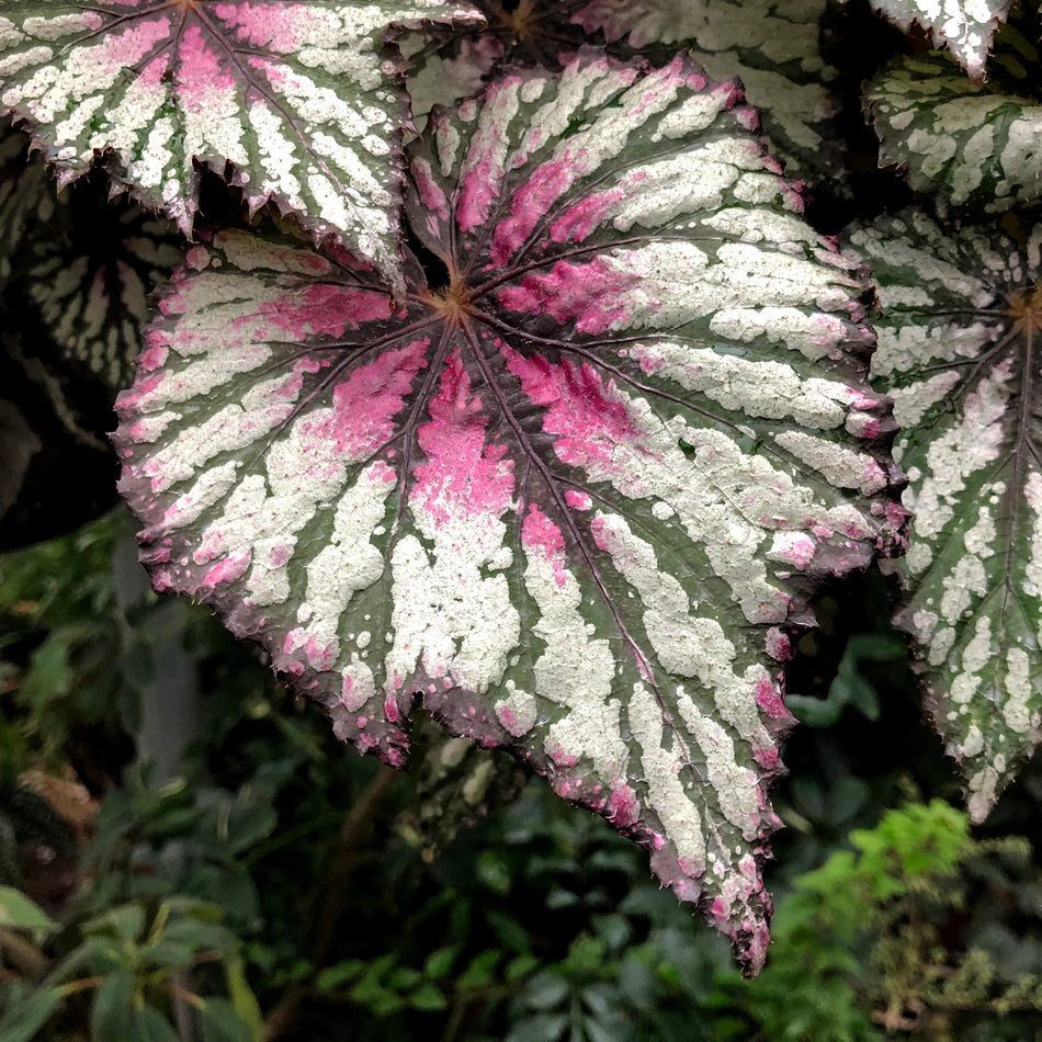 Begonia 'Steve's Leaves Starburst'