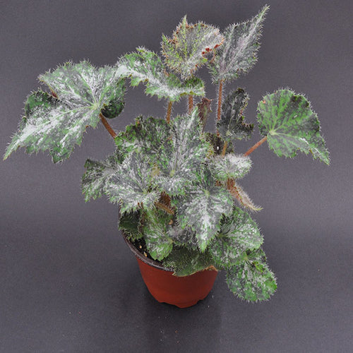 Begonia 'Tangalooma' – Steve's Leaves