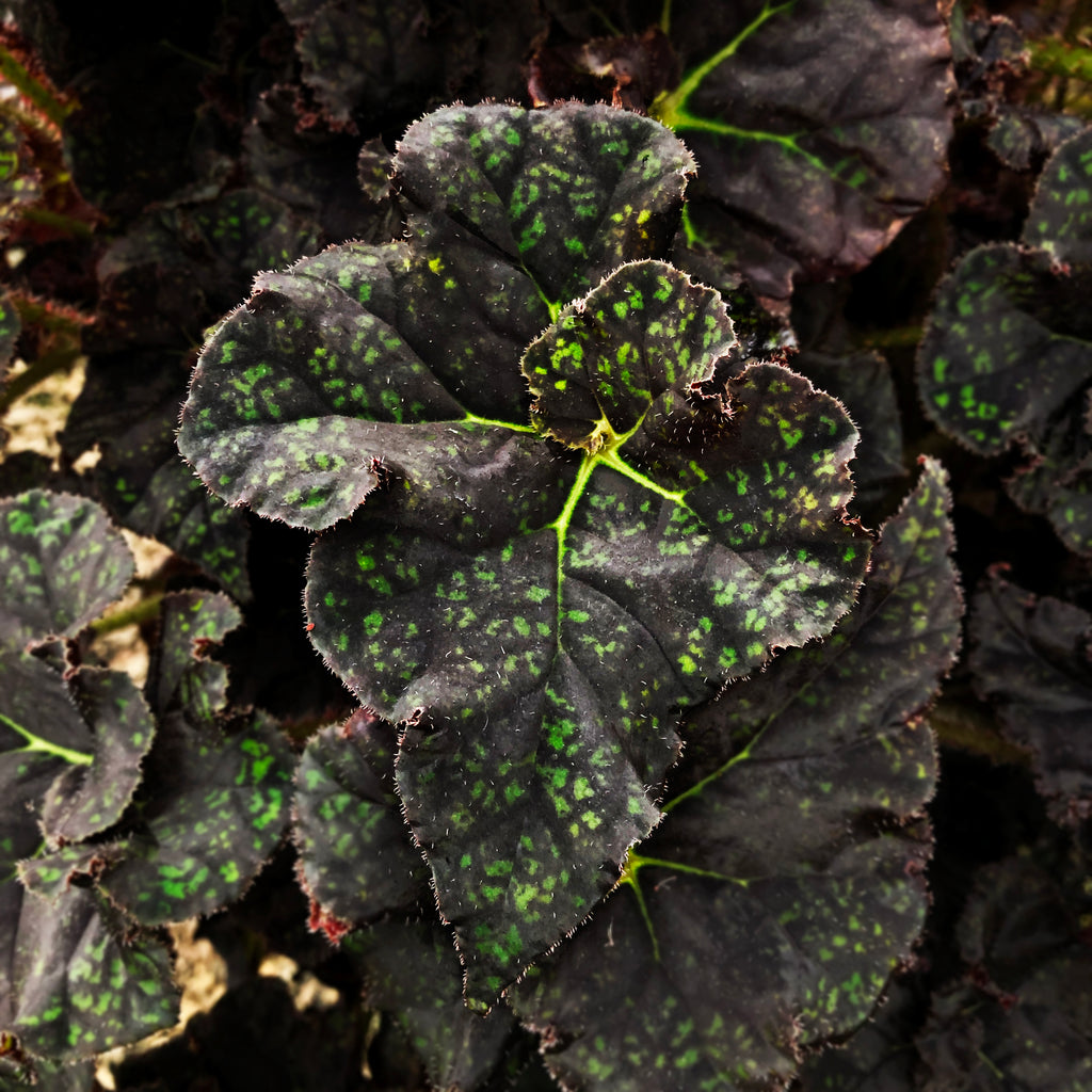 Begonia 'Thelma O'Reilly' – Steve's Leaves