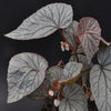 Begonia U093 – Steve's Leaves