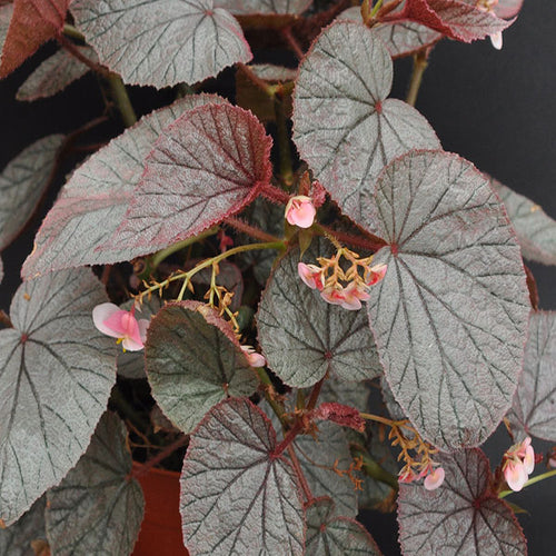 Begonia U093 – Steve's Leaves