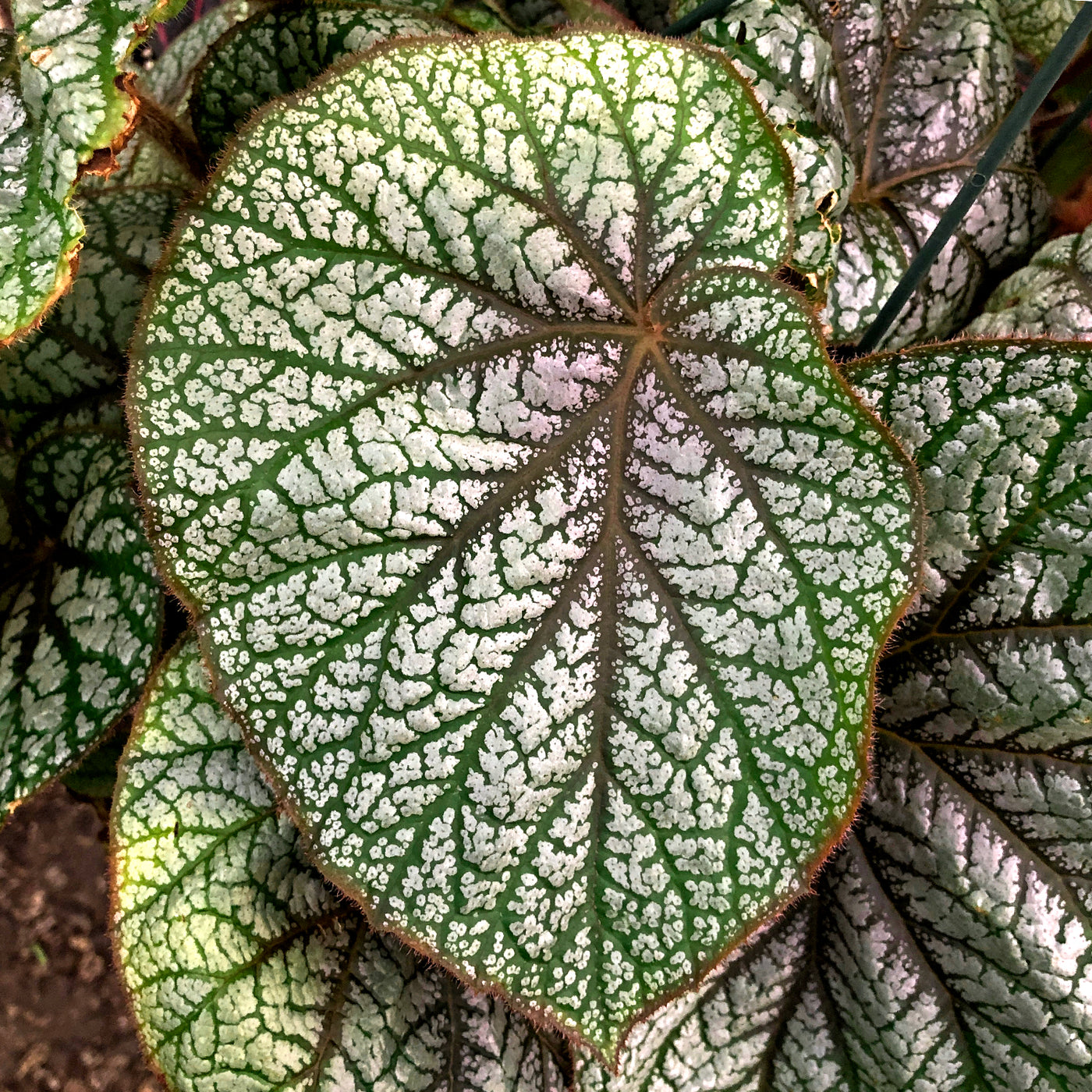 Begonia U309 – Steve's Leaves