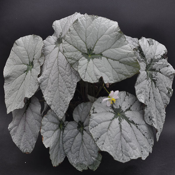 Begonia U489 – Steve's Leaves