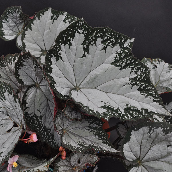 Begonia 'West Texas Blizzard' – Steve's Leaves