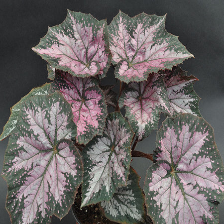 Begonia 'Winter Twilight' – Steve's Leaves