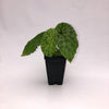 Begonia U038 – Steve's Leaves
