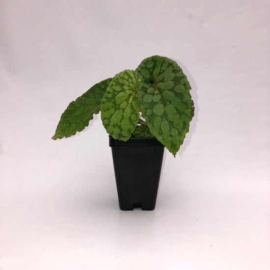 Begonia U038 – Steve's Leaves