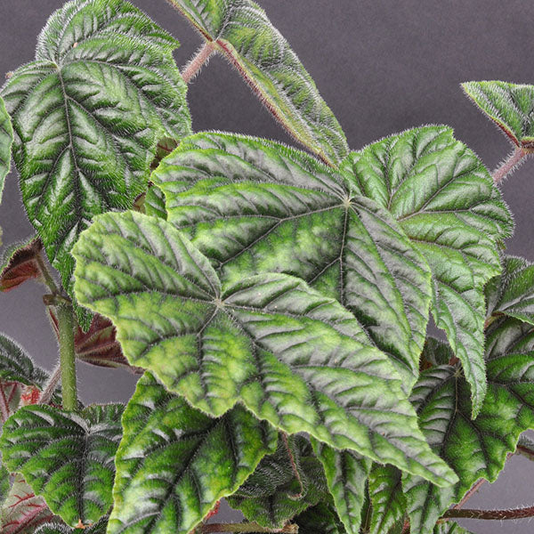 Begonias for Sale | Buy Live Exotic Begonia Plants Online | Steve's ...