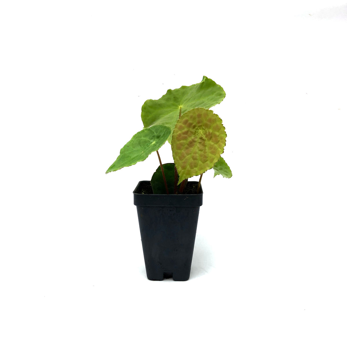 Begonia Natunaensis | Exotic Rare Begonia | Steve's Leaves