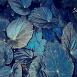 Begonia Pavonina | Blue Peacock Begonia | Steve's Leaves