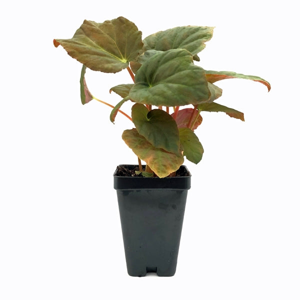 Begonia Pavonina | Blue Peacock Begonia | Steve's Leaves