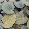 Begonia Pavonina for Sale (Peacock Begonia or Iridescent Begonia ...