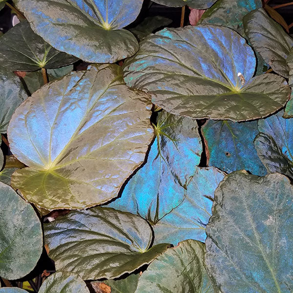 Begonia Pavonina | Blue Peacock Begonia | Steve's Leaves